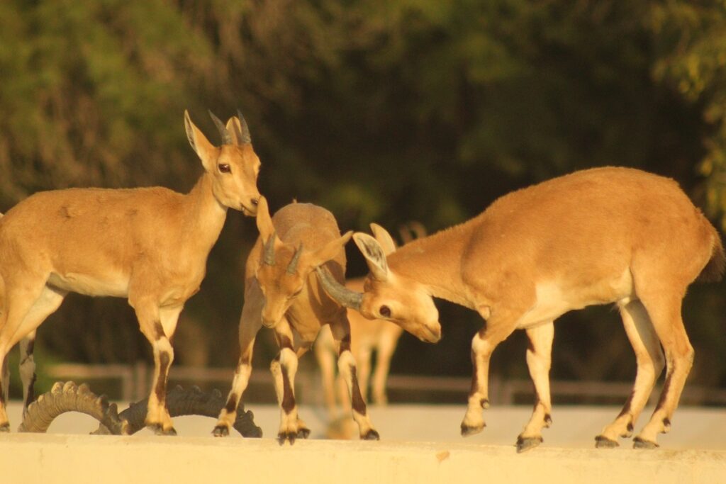 The not so Secret Life of the Nubian Ibex - A Local's Guide to the ...