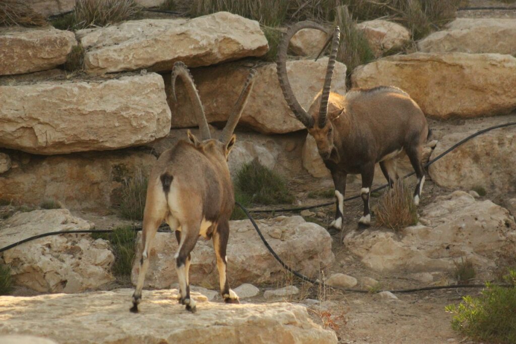 The not so Secret Life of the Nubian Ibex - A Local's Guide to the ...