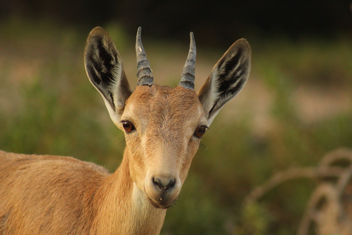 The not so Secret Life of the Nubian Ibex - A Local's Guide to the ...