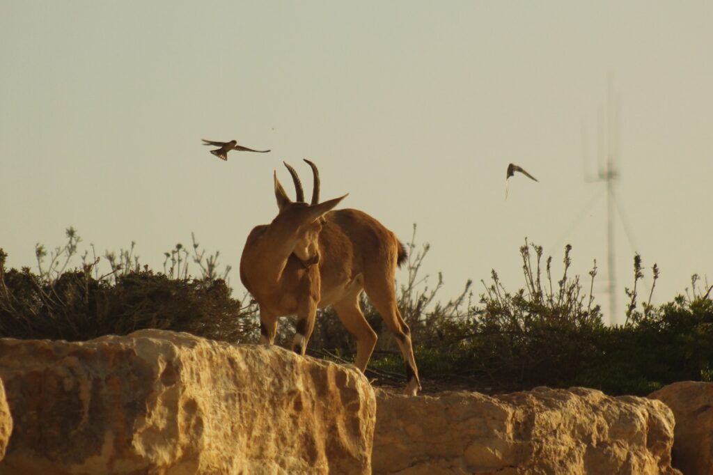 The not so Secret Life of the Nubian Ibex - A Local's Guide to the ...