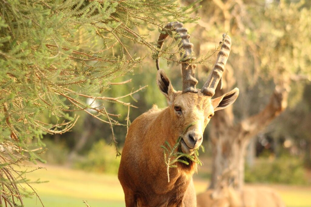 The not so Secret Life of the Nubian Ibex - A Local's Guide to the ...